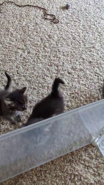 Хищника долго в клетке не удержишь.