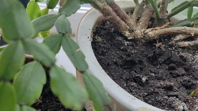 12 марта 2026г.Что делаю с проростками? Цветы на окне.Кошки.