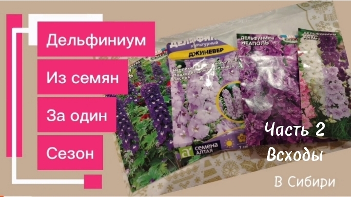 Дельфиниумы из семян:Всходы на 25 день