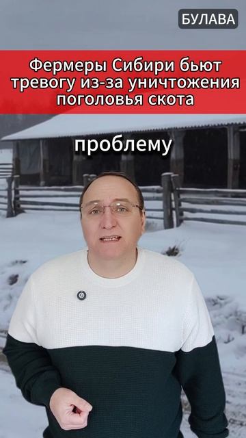 🔥 Фермеры Сибири бьют тревогу из-за уничтожения поголовья скота