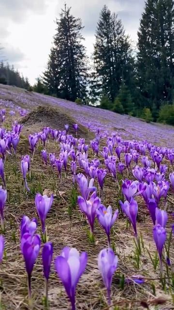 В горах Апусени, Румыния, началось массовое цветение крокусов