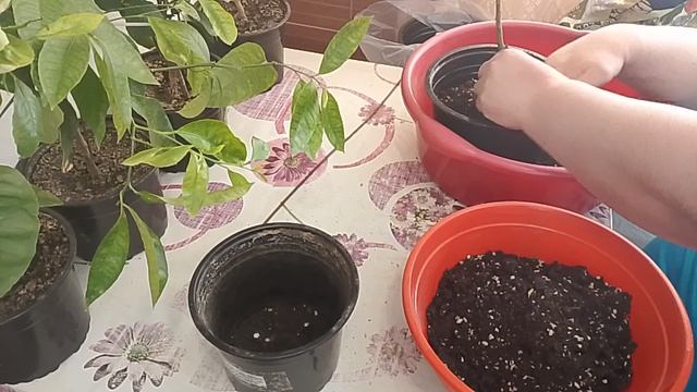 Пересадка Мандарина Танжерин в 5 л горшок 14.03.2026