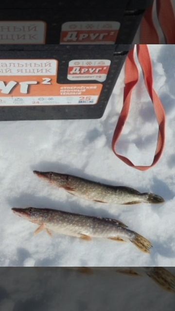 Порыбачил на Жерлицы🎣 Пришлось забрать щучек так как они в это время очень голодные.