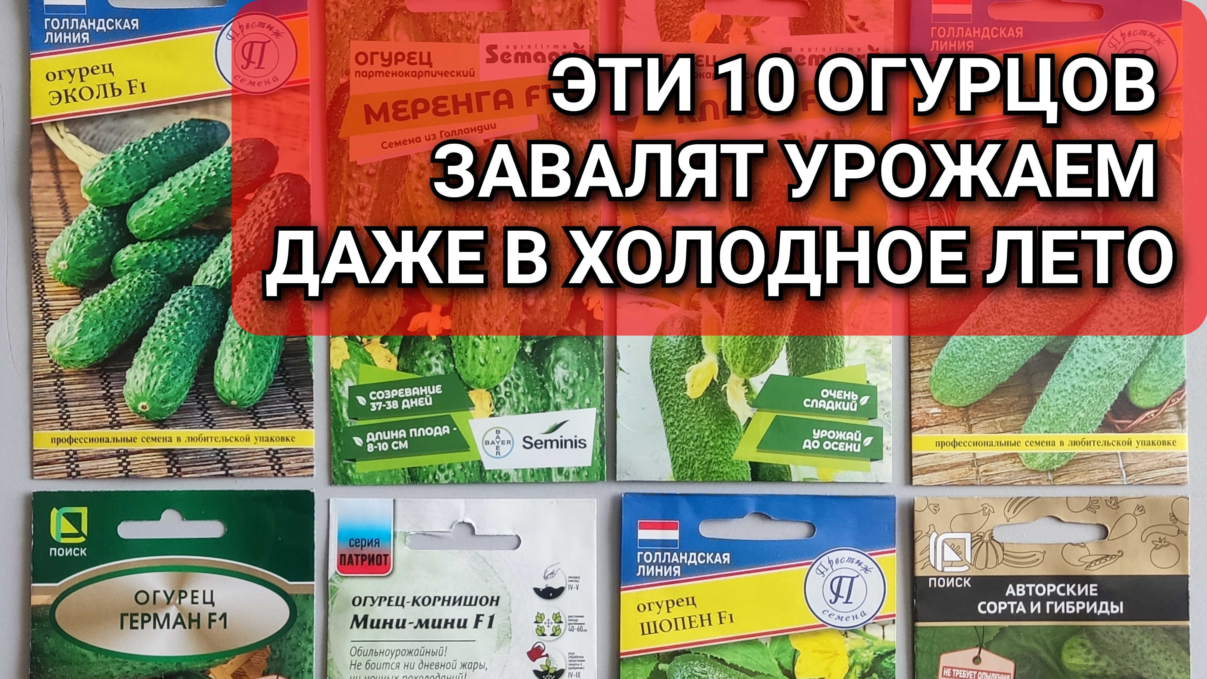 10 ОГУРЦОВ, которые завалят вас урожаем даже в холодное лето 🥒🌱