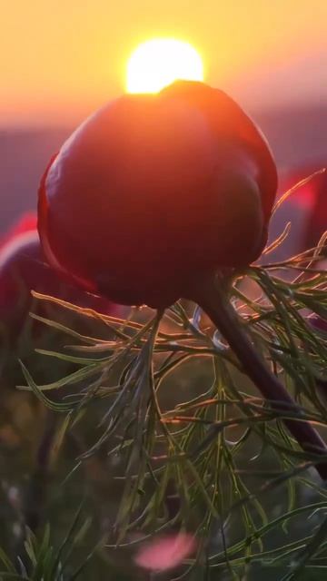 Вид на дикие пионы на Белой скале- какой закат