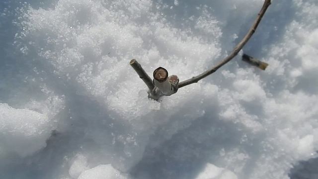 Обрезка почерневший груши