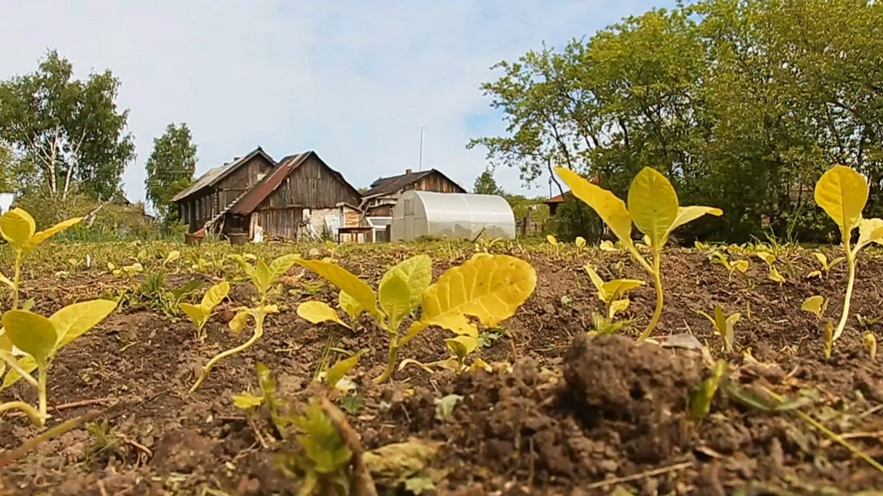 «ИЮНЬ: ПЕРВЫЙ МЕСЯЦ РОСТА МОЕГО ТАБАКА НА ОГОРОДЕ – 8 лет назад!» «Сады порока» 2 сезон 8 серия