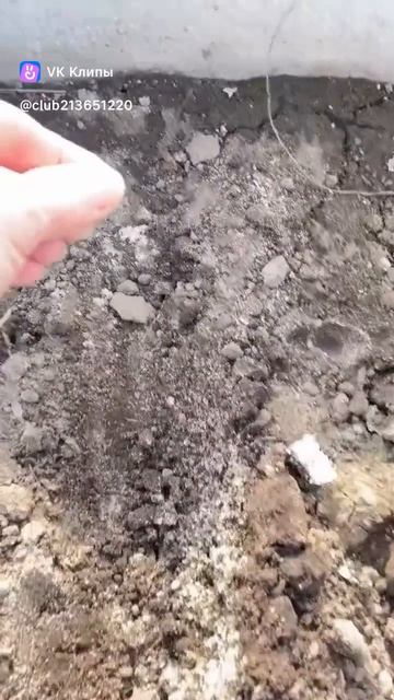 Сажаю редис в теплицу