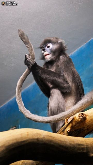 Сумеречные лангуры. Новосибирский зоопарк