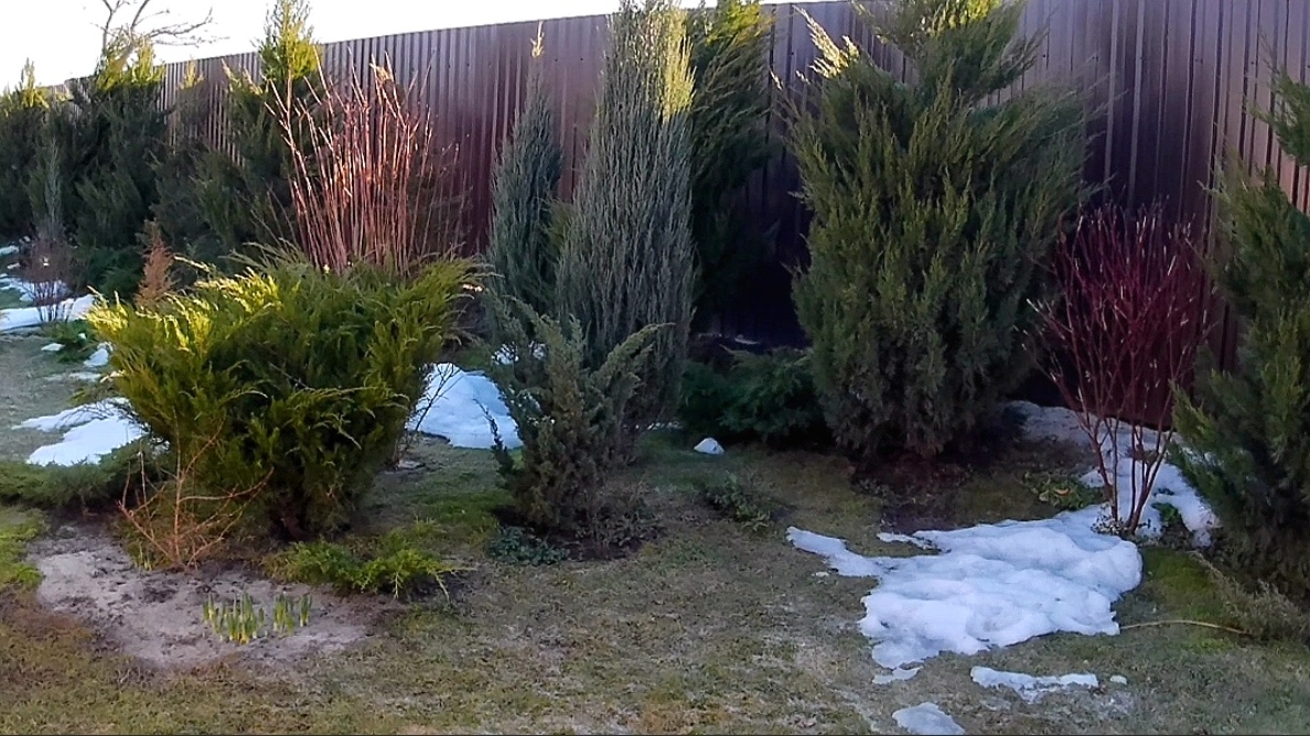 МОЖЖЕВЕЛЬНИКИ ПОСЛЕ СУРОВОЙ ЗИМЫ. 15.03.2026г.