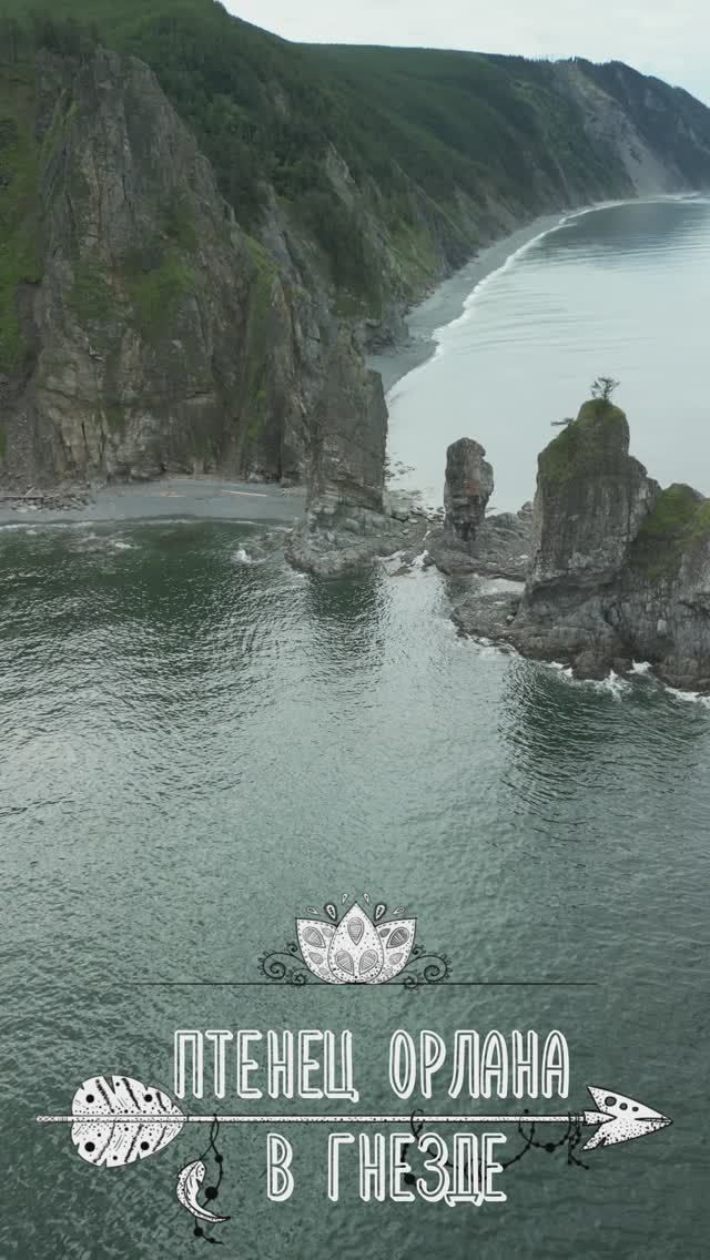 Птенец орлана в гнезде