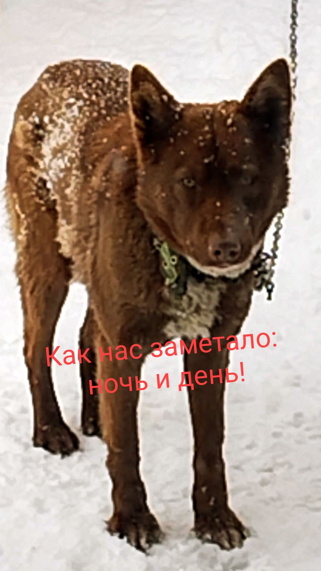 Так нас заметало, ночь и день!😮 Мишка в метель! 15-03-2026