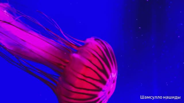 Коран сура Марьям чтец Мухаммад аль-Факих