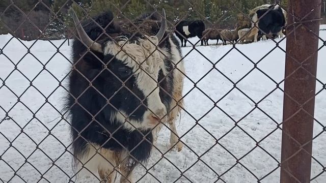 Якутские лошади и коровы на зооферме в Висиме