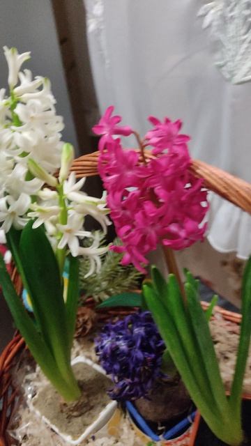 15-03-2026 гиацинты пик цветения и аромата