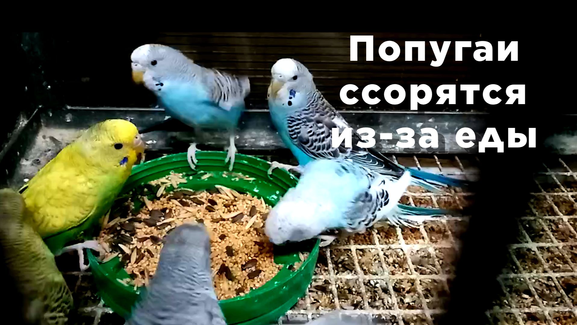 Попугаи ЗАВТРАКАЮТ! Смотрите, что происходит!