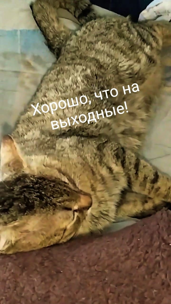 Отличного настроения на выходные! 😻😁 15-03-2026