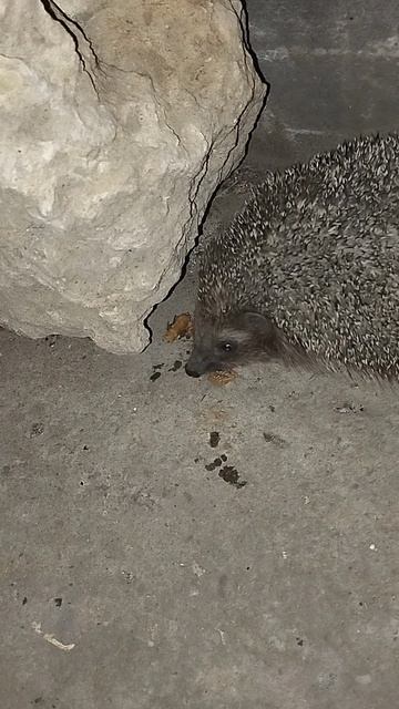 Наф-наф вернулся!