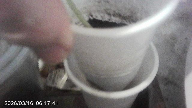 Обзор: кабачковое растение сорта "Чёрный красавец" посаженное в феврале