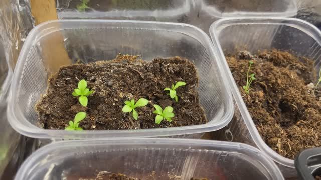 Стеллаж с рассадой 15.03.26