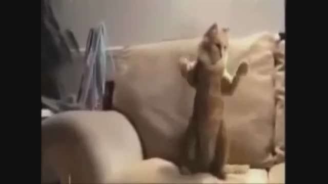 смешные коты русского ютуба часть 1