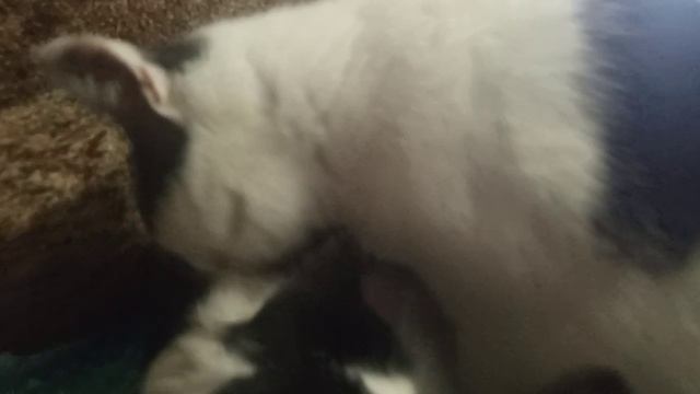 Тётя и племянница Мурка, старшая и младшая.