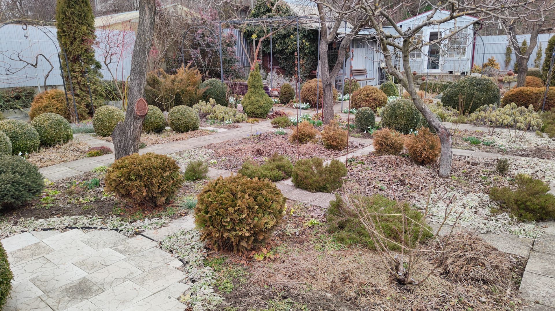 Пересадила три кучки подснежников и высадила черенки шалфея лекарственного 16.03.2026 г. Пятигорск