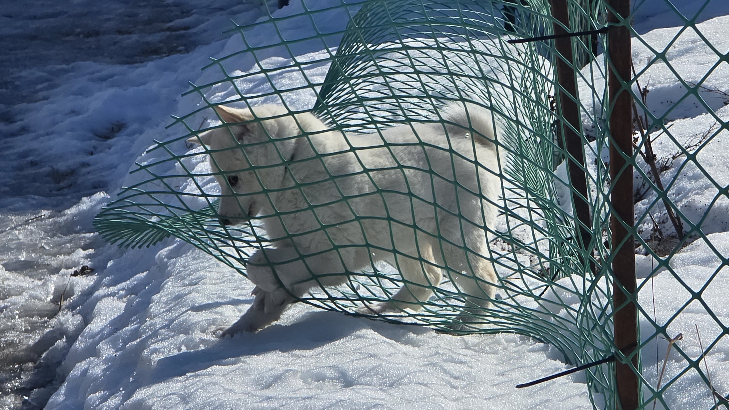 Забар пришёл к уткам