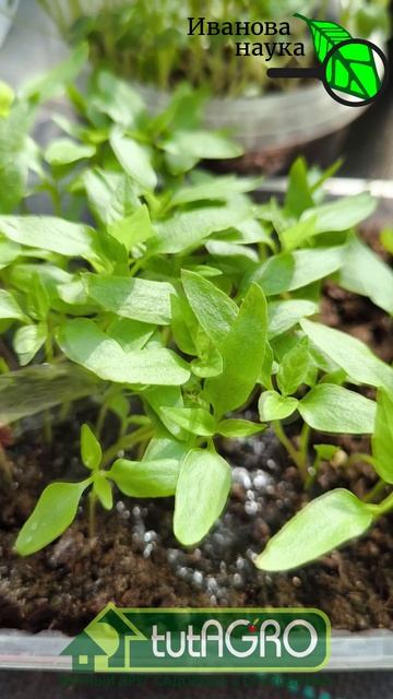 Хватит МУЧИТЬ РАССАДУ янтарной кислотой! Дайте ей ЭТО и поразитесь. Нашел средство в сто раз круче!