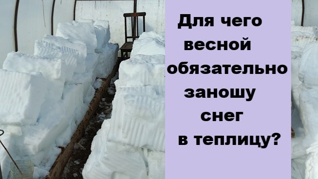 Для чего весной ОБЯЗАТЕЛЬНО НУЖНО заносить снег в теплицу?
