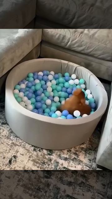 No joy like the joy of a ball pit / Нет радости лучше, чем радость от бассейна с шариками