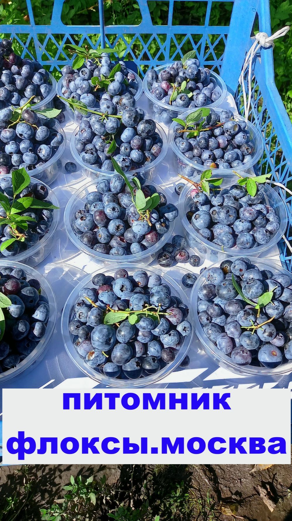 ГОЛУБИКА НЕЛЬСОН высокотоварный вид