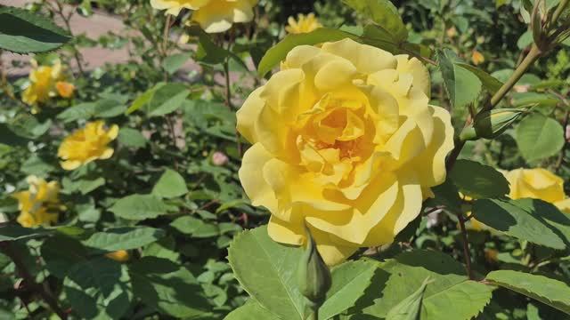 Губами губ твоих коснусь Песни о любви про любовь для души под гитару.