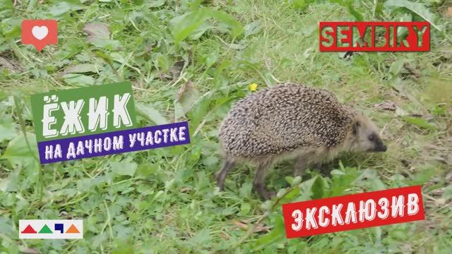 ШОУ ДАЧА. ОБЪЁМНЫЙ ПИЛОТНЫЙ ВЫПУСК 2022 |ДЛЯ ТВ