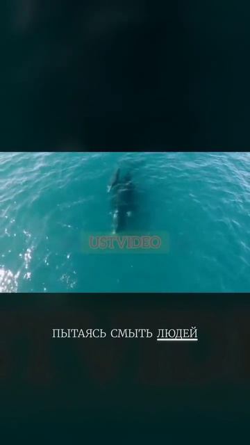 Косатки атаковали лодку съемочной группы BBC! 🎬
