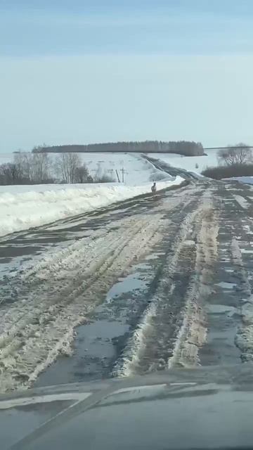 Грациозные косули повадились скакать вприпрыжку вдоль деревенских обочин  Эта молодая козочка замече