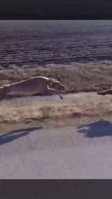 Остальные собаки не знали, что гонка идет за второе место