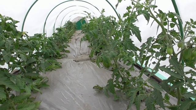 Как формировать замерзшие томаты? Во сколько стволов? 2023 год.