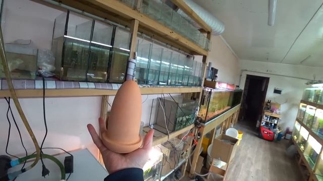 Подарок от Анатолия. Рыбка которую нерестили. Серпас на нерест