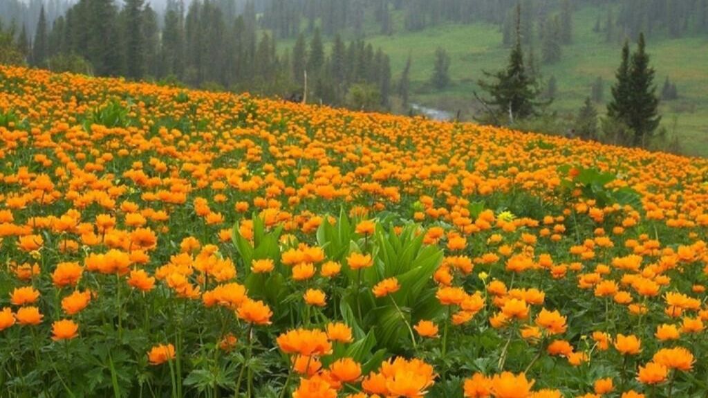 СТРЕЛЬЦЫ. 💮🌸🍀 Ваш АПРЕЛЬ 2026 года.✨ Таро-прогноз.