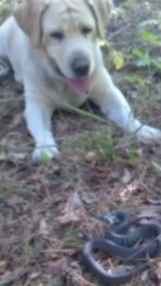 Джесси сентябрь 2020г