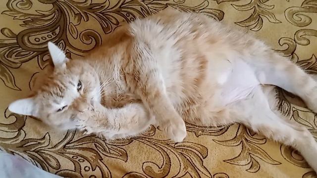 Как прошел день? Кот Рыжик. Новый будет урожай на окне. Редиска. Рассада. Вкусный салат. 15.03.2026