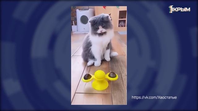 Клуб Шико. Выпуск про воробьев