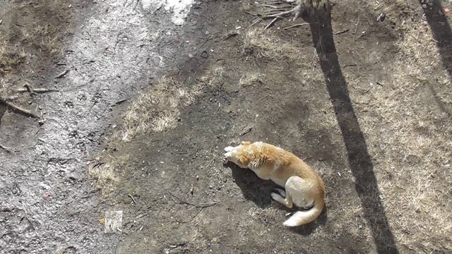 Противостояние кошки и собаки