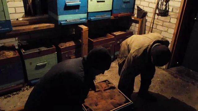 Выставка пчёл из зимовкика с заменой дна улья. #пчеловодство