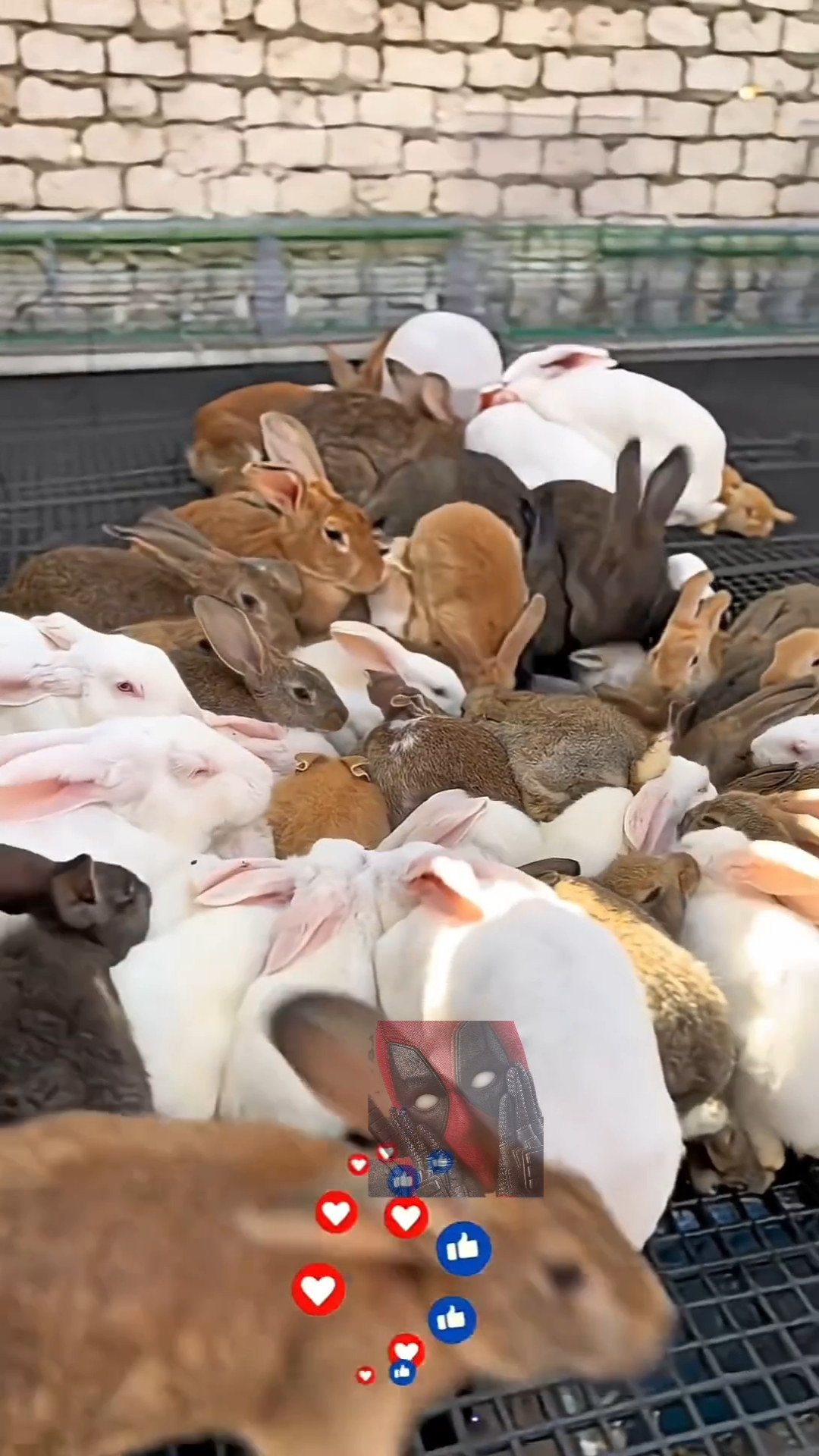 Я уеду в деревню к деду Там лес и речка, там банька с печкой 😼🫶😎