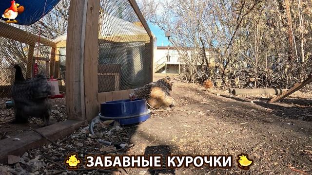 Цыплята и Курочки селяночки лучшие беспородные несушки 🥚 (456)