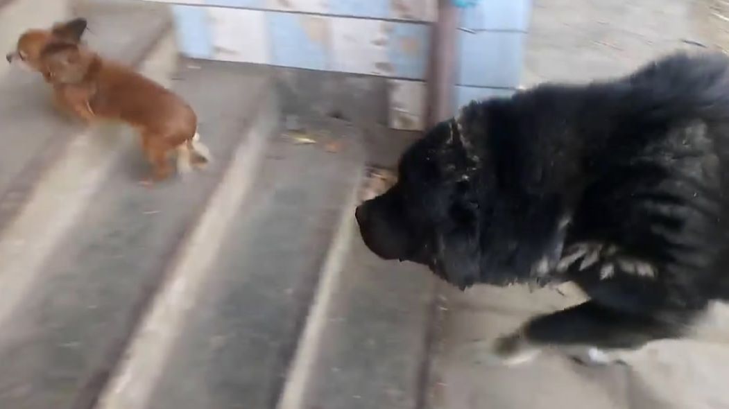 Кавказская овчарка и Тойтерьер сейчас и 6 лет назад