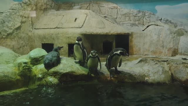 Пингвины Гумбольдта. Весёлая братва. Пингвины. Московский зоопарк