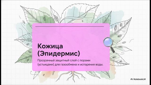 Биология 6 класс параграф 12 Внешнее и внутреннее строение листа краткий пересказ